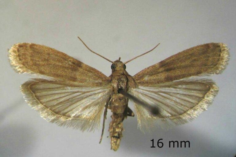 Kopalnia wiedzy o szkodnikach. Zwalczanie szkodników | Szkodliwe motyle ...